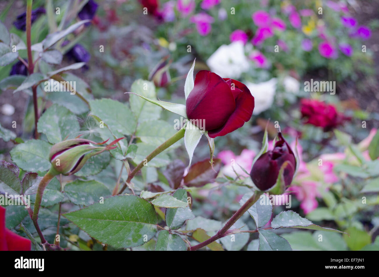 Dark red rose buds Stock Photo - Alamy