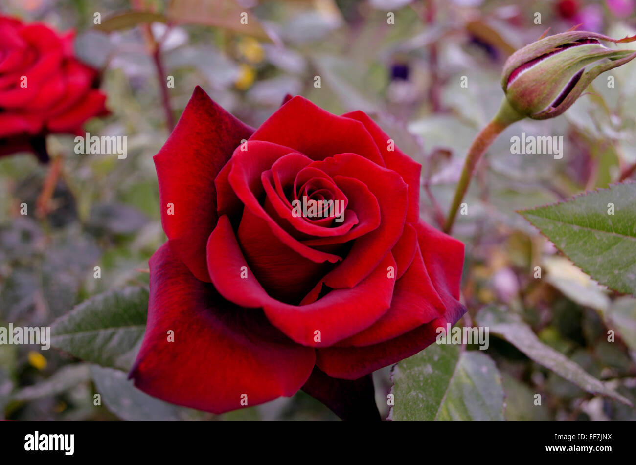Dark red rose with black veins on the petals Stock Photo - Alamy