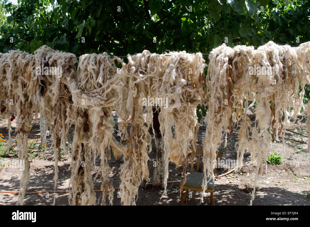 Wash six sheep dries on the rope in the yard of the rural house Stock ...