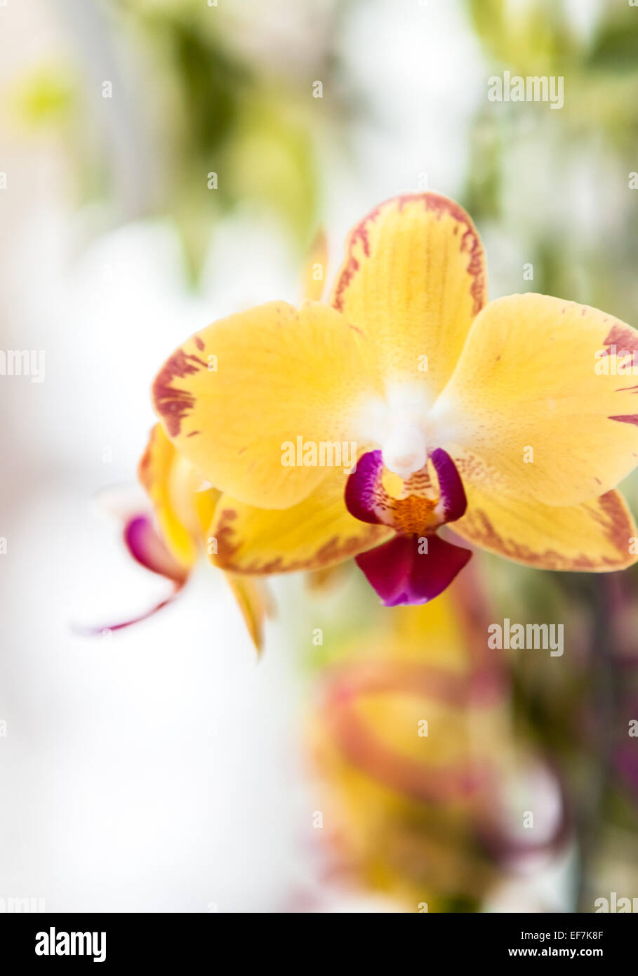 delicate orchids on the windowsill spring morning Stock Photo - Alamy