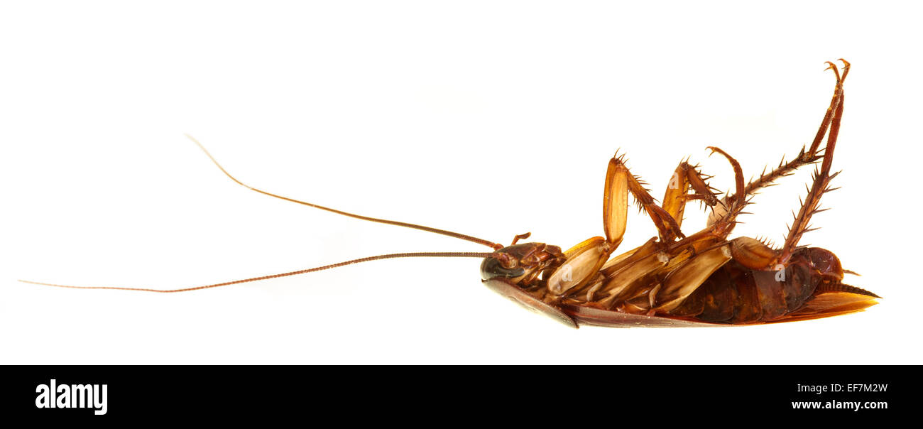 Dead cockroach profile Stock Photo - Alamy