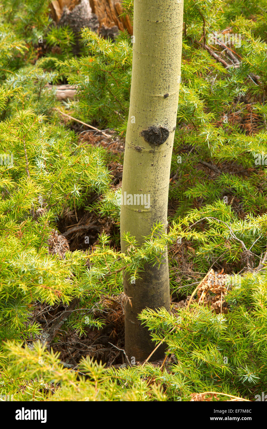 Ground juniper with aspen along Fern Lake Trail, Rocky Mountain ...