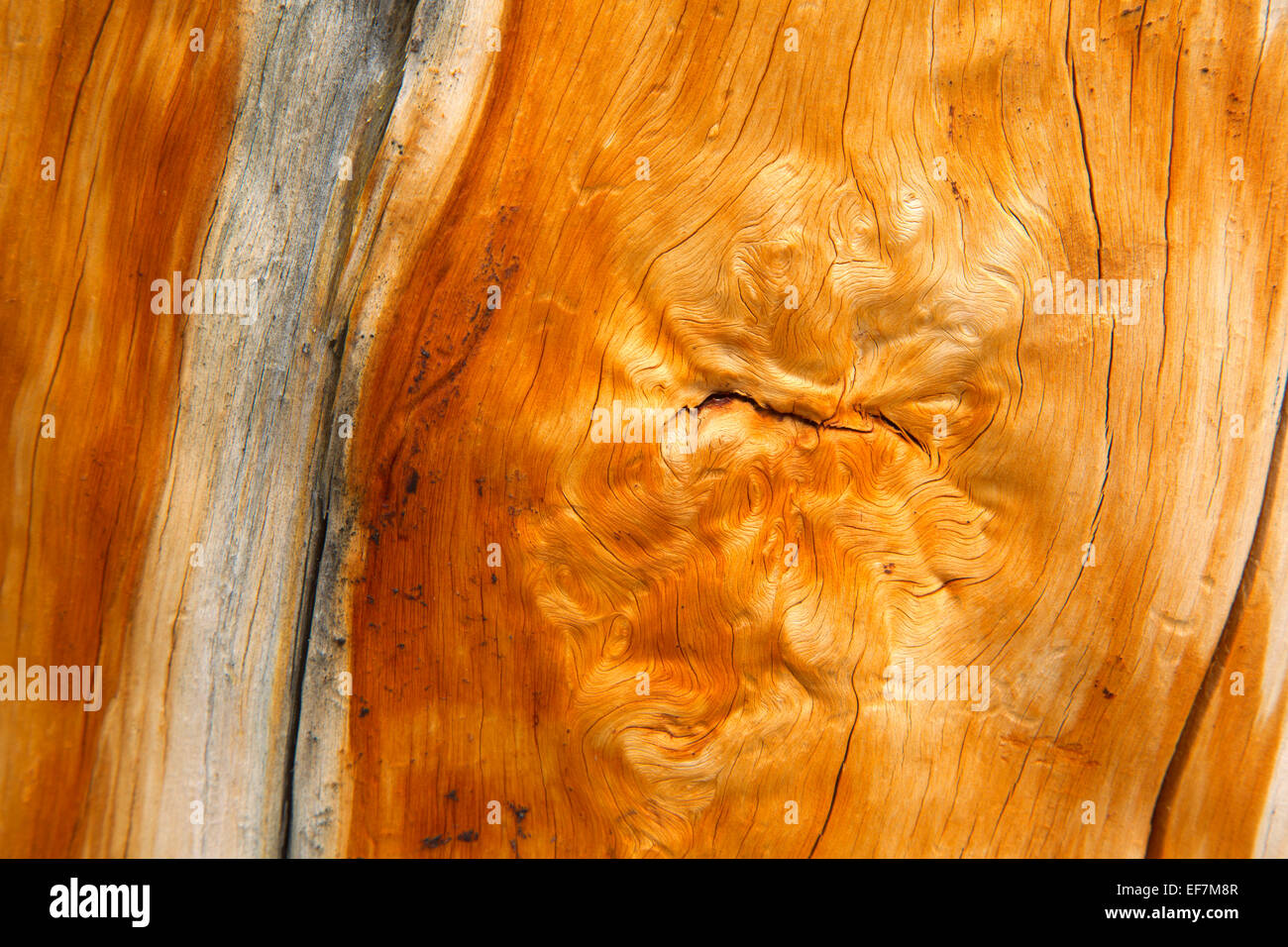 Snag wood along Fern Lake Trail, Rocky Mountain National Park, Colorado ...
