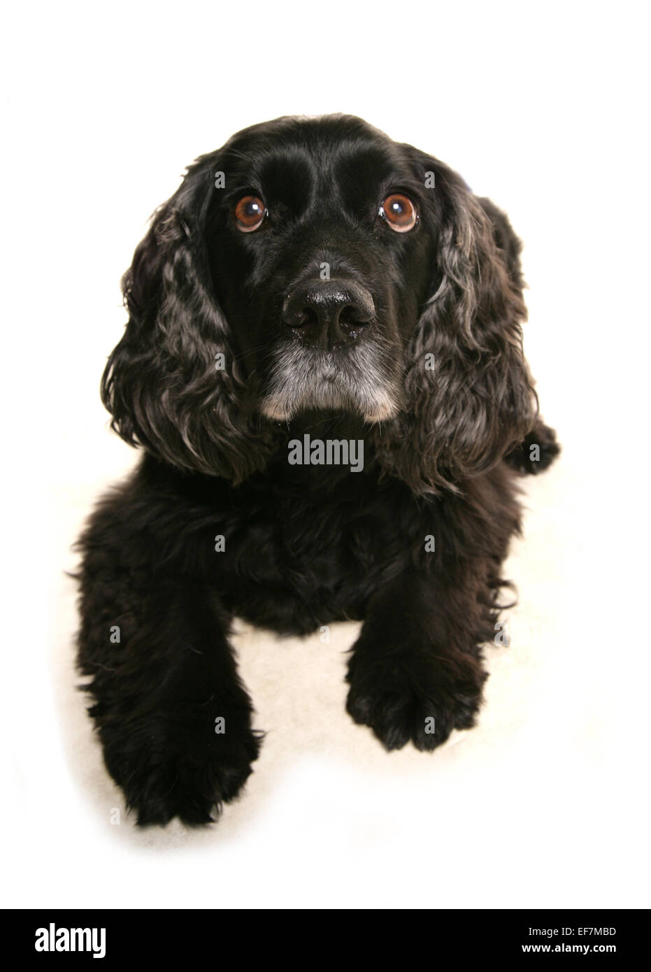 Cocker spaniel Single adult laying in a studio Stock Photo - Alamy