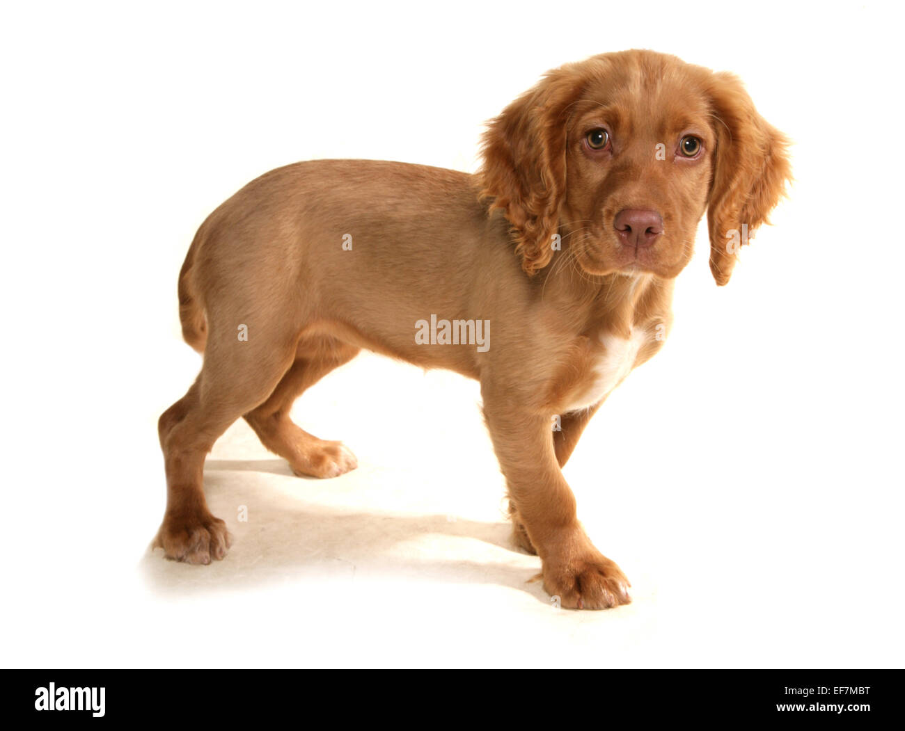 Cocker spaniel Single puppy standing in a studio Stock Photo - Alamy