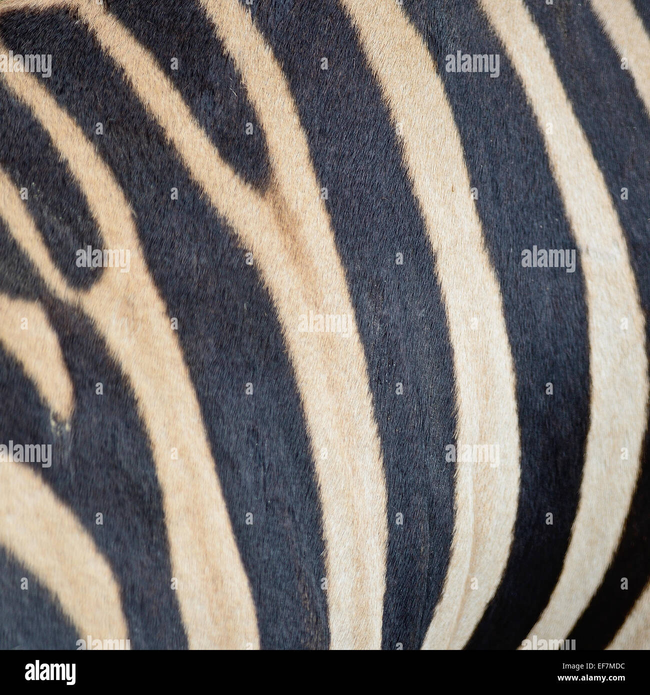 Zoo texture hi-res stock photography and images - Alamy