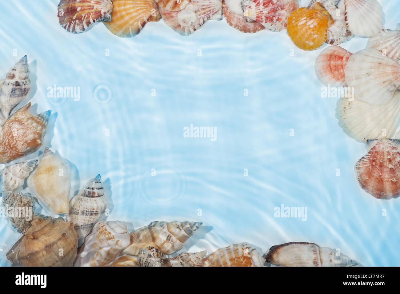 The frame of sea shells in the water, with space for your text Stock ...