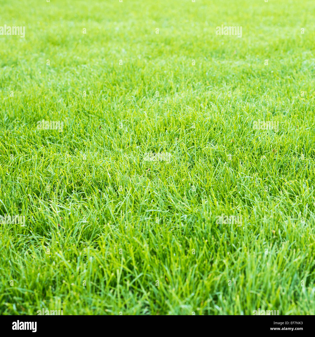 Green grass field Stock Photo - Alamy