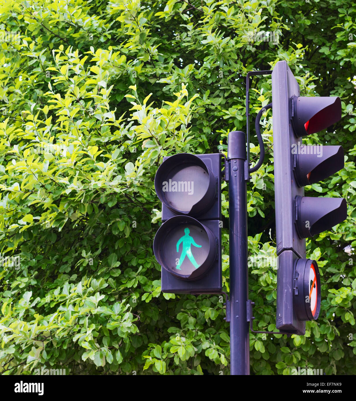 Traffic light against the green tree background Stock Photo - Alamy
