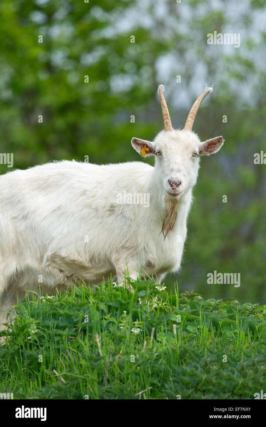 White goat outdoor in nature Stock Photo - Alamy
