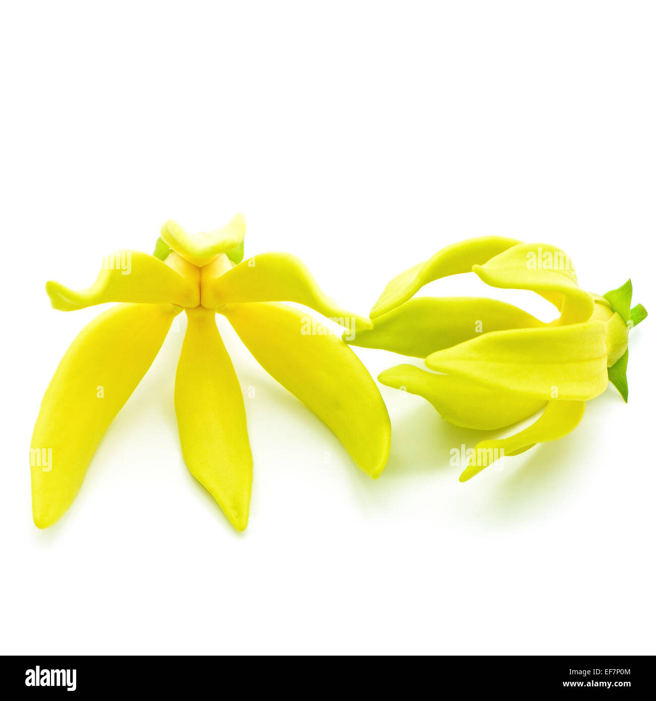 Cananga Odorata Flower