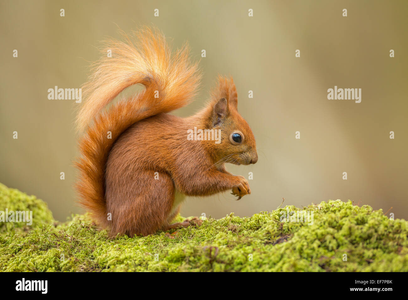 Wild Red Squirrel (Sciurus vulgaris), on a mossy fallen Oak tree ...