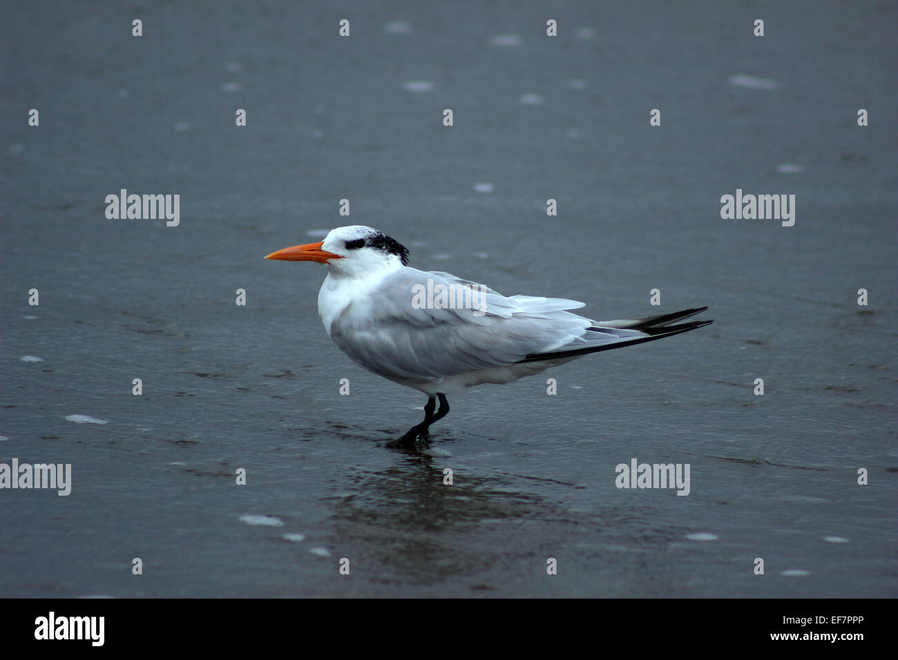 A Royal Tern standing on the sand of a beach on the Pacific Ocean in ...
