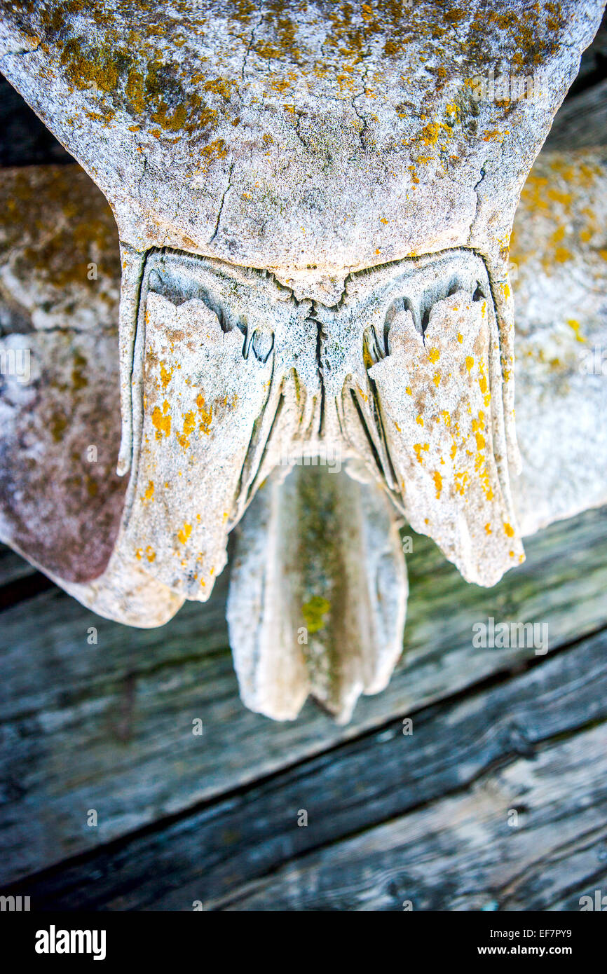 Old whale bone hi-res stock photography and images - Alamy