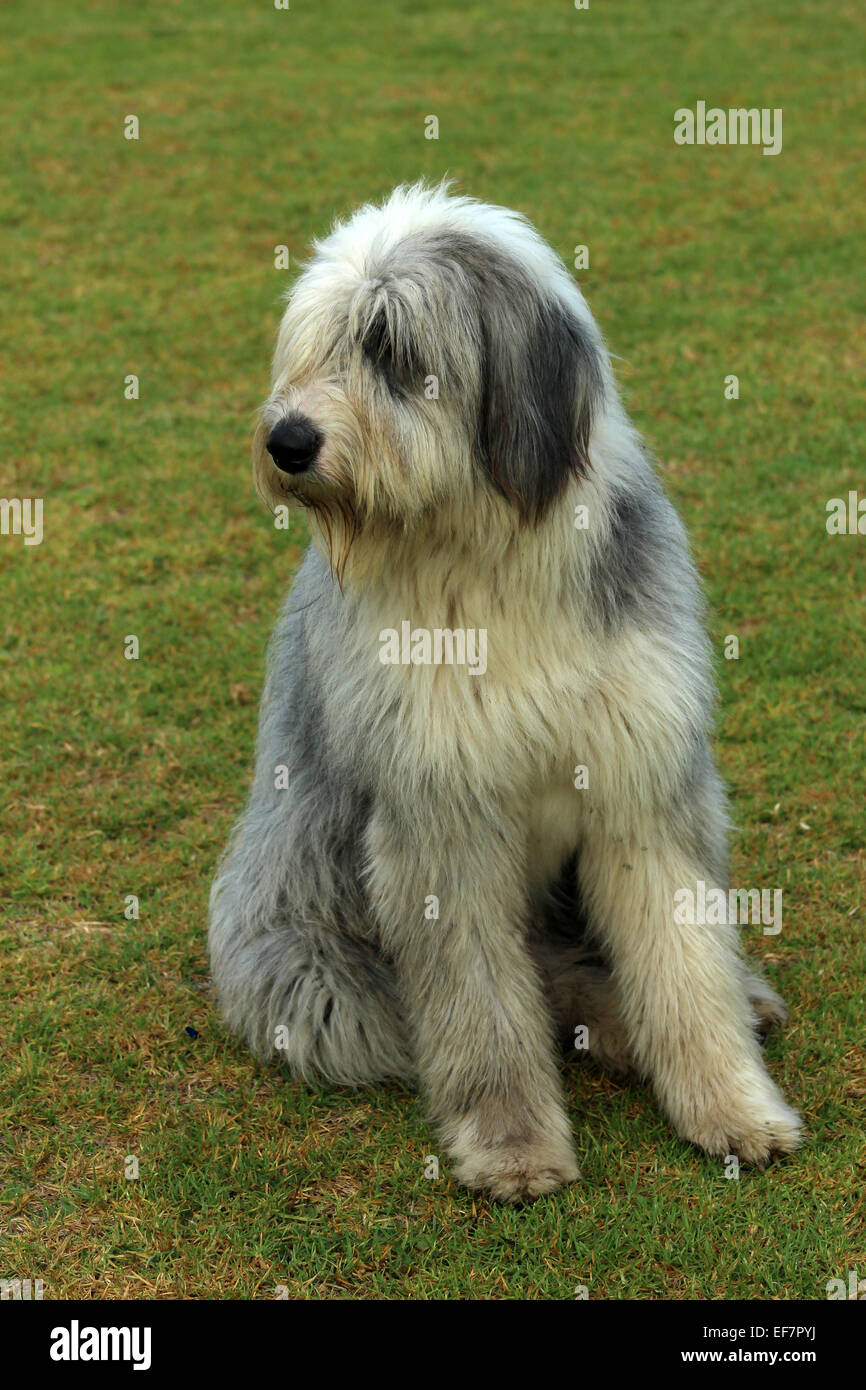 Sheepdog Sitting High Resolution Stock Photography and Images - Alamy