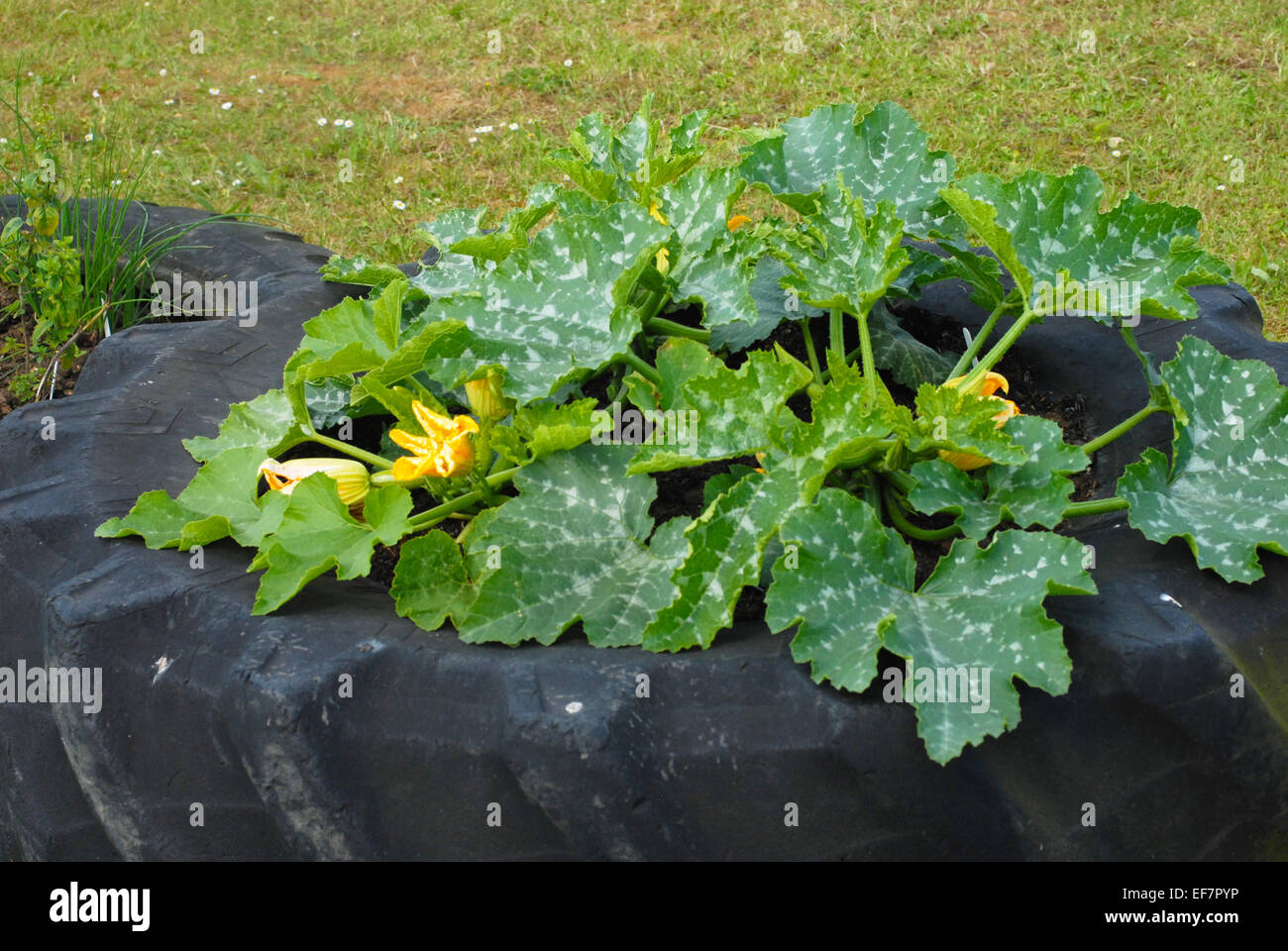 Growing courgettes hi-res stock photography and images - Alamy
