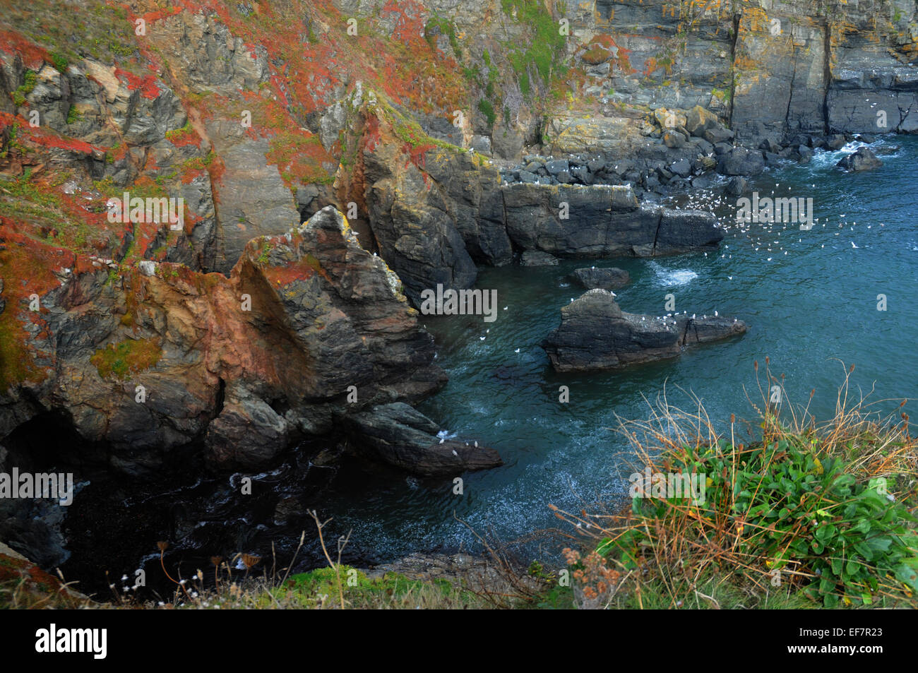 Lizzard point cliffs hi-res stock photography and images - Alamy