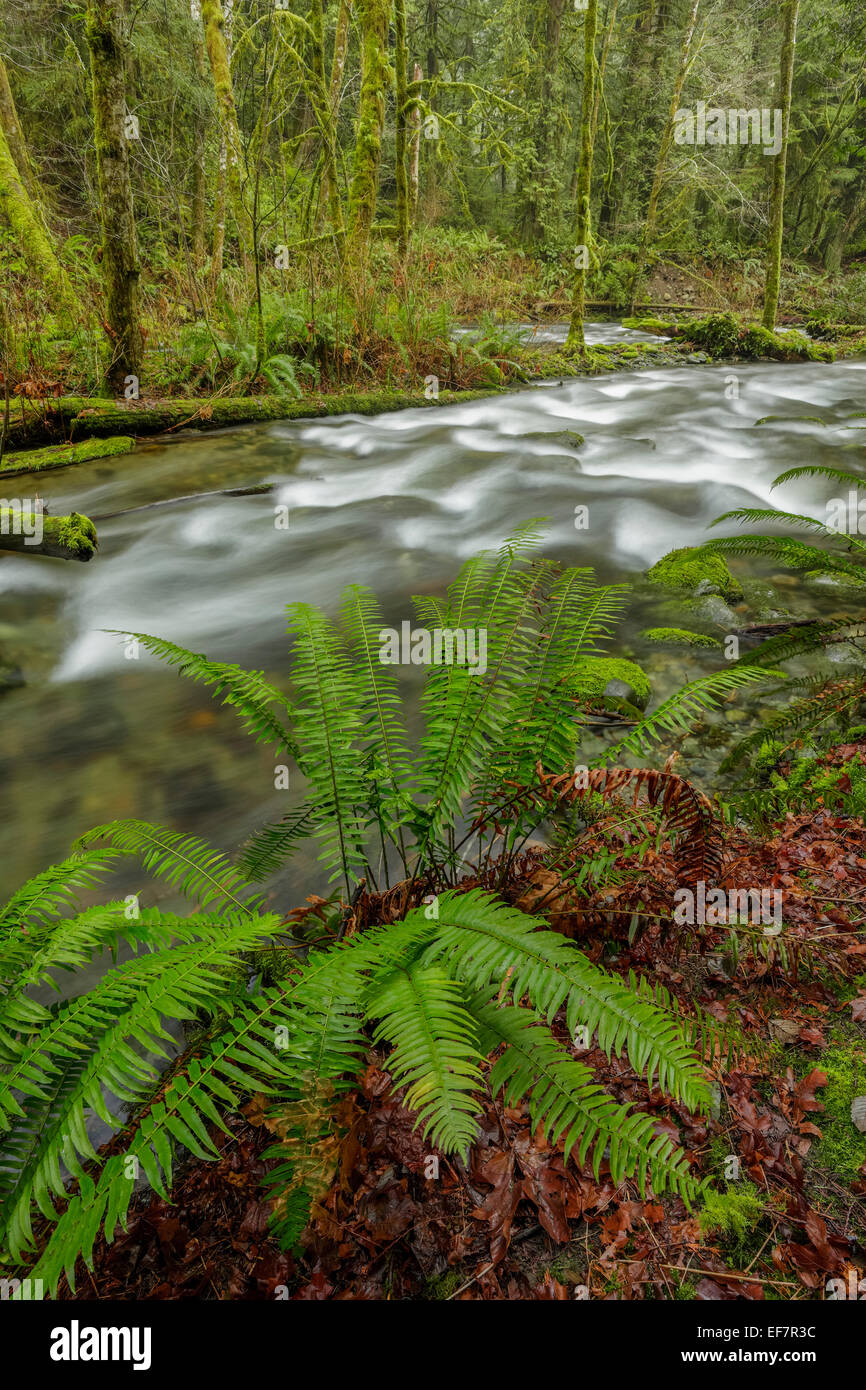 Goldstream river in Goldstream Provincial Park-Victoria British ...