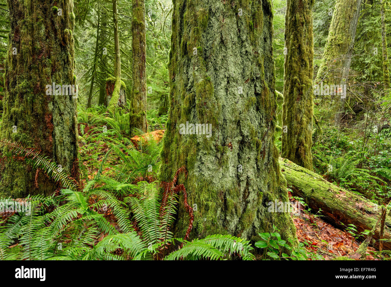 Fir trees and ferns hi-res stock photography and images - Alamy