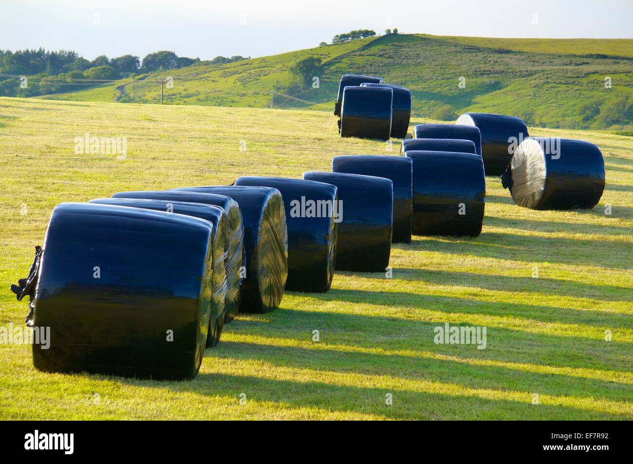 Black silage bales hi-res stock photography and images - Alamy