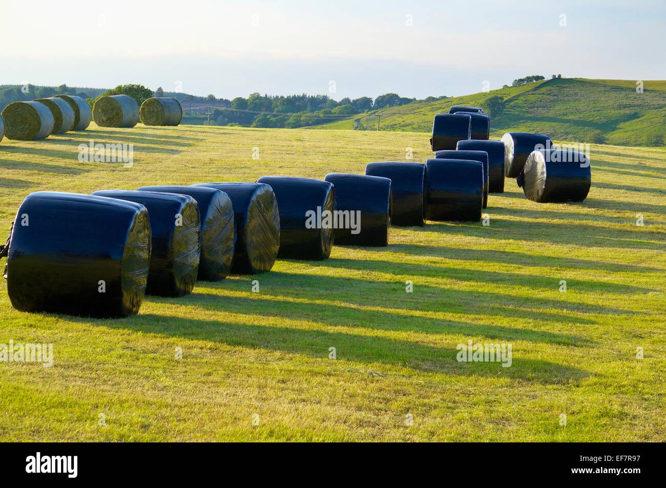Silage bales rapped in black plastic in a field. Gilsland, Cumbria ...