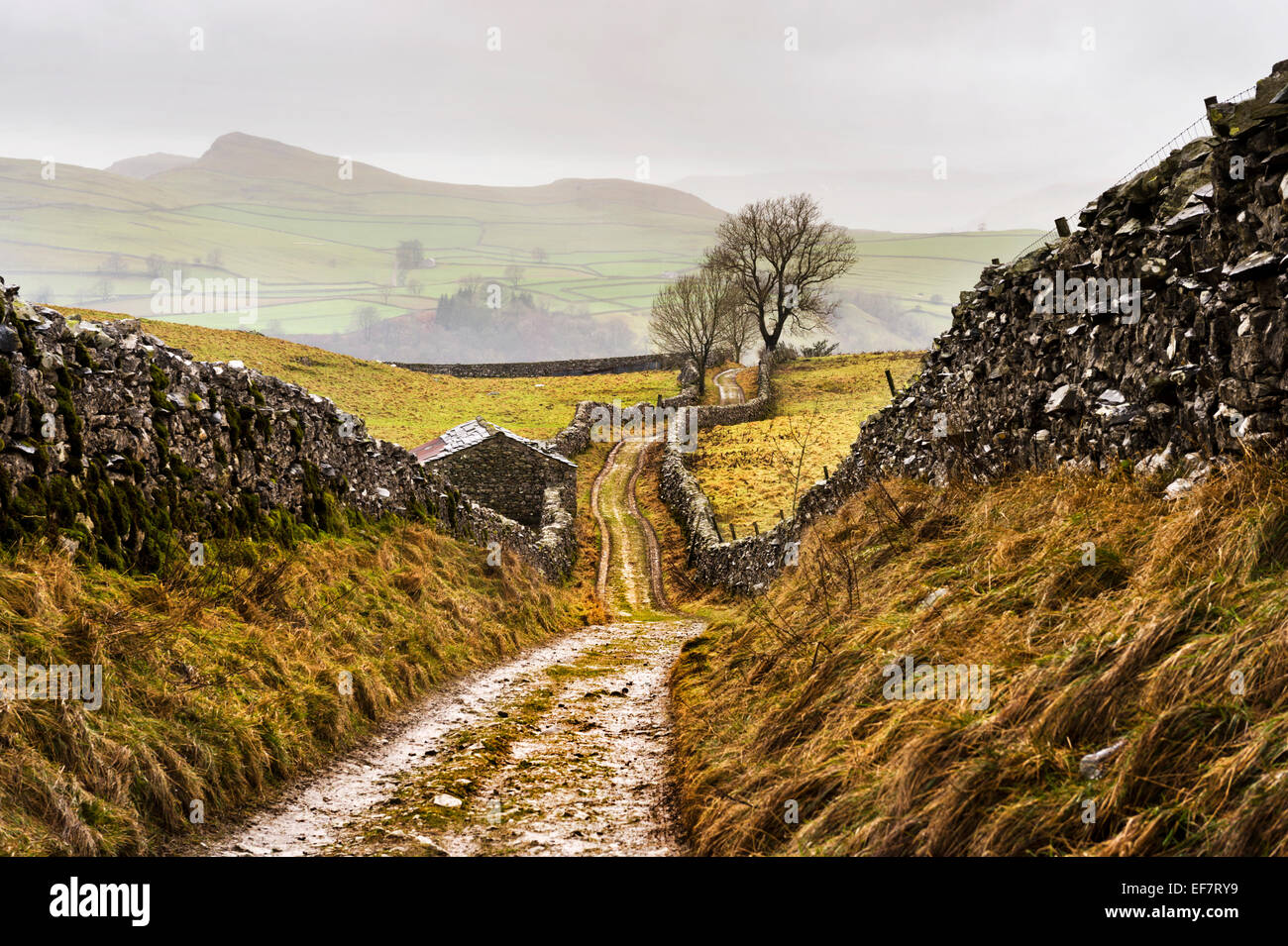 A Yorkshire Dales lane on a wet and overcast day, above Stainforth ...