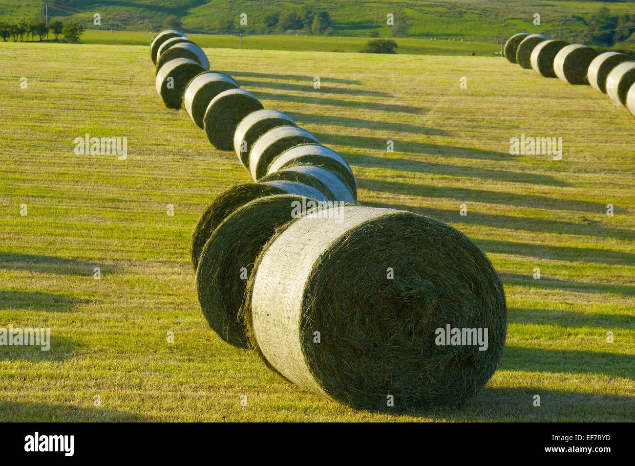 Bale of silage hi-res stock photography and images - Alamy