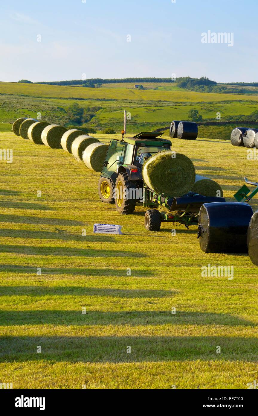 Silage bale being rapped in black plastic by a tractor in a field ...