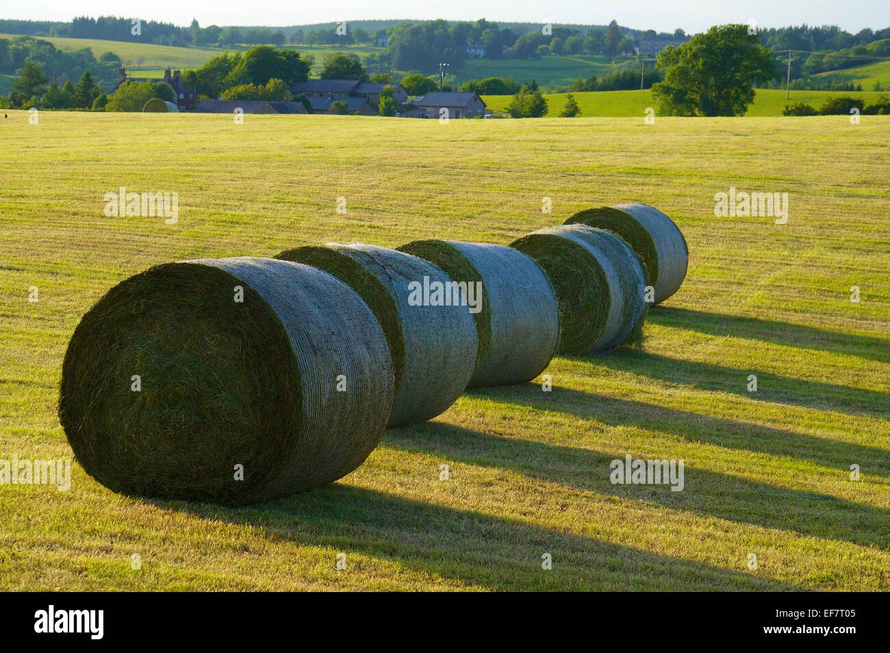 Silage bales in a field. Gilsland, Cumbria, England, UK Stock Photo - Alamy