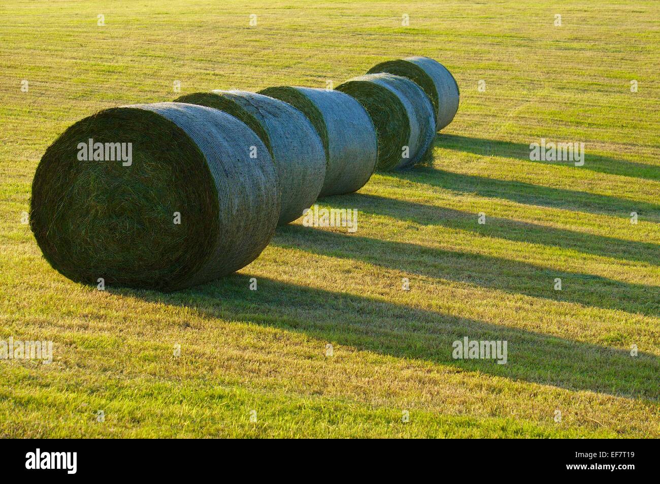 Silage bales uk hi-res stock photography and images - Alamy