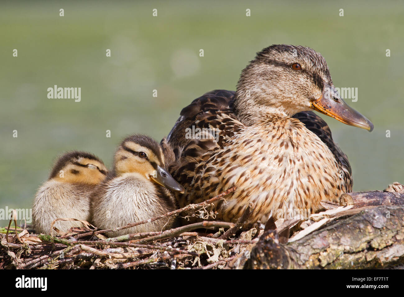 Female Mallard duck with two young ducklings Stock Photo - Alamy