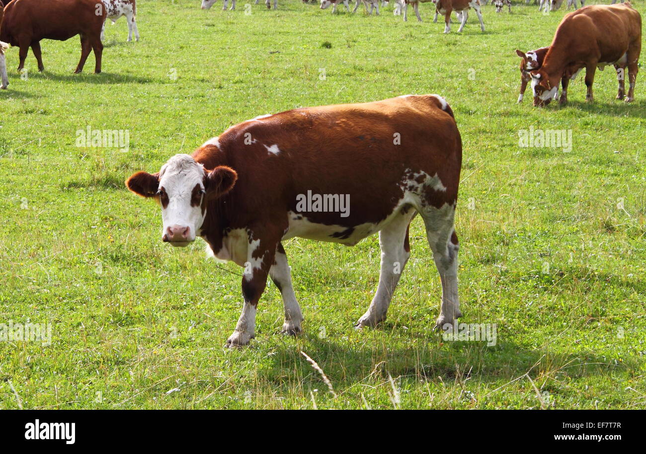 Brown cow in a pasture Stock Photo - Alamy
