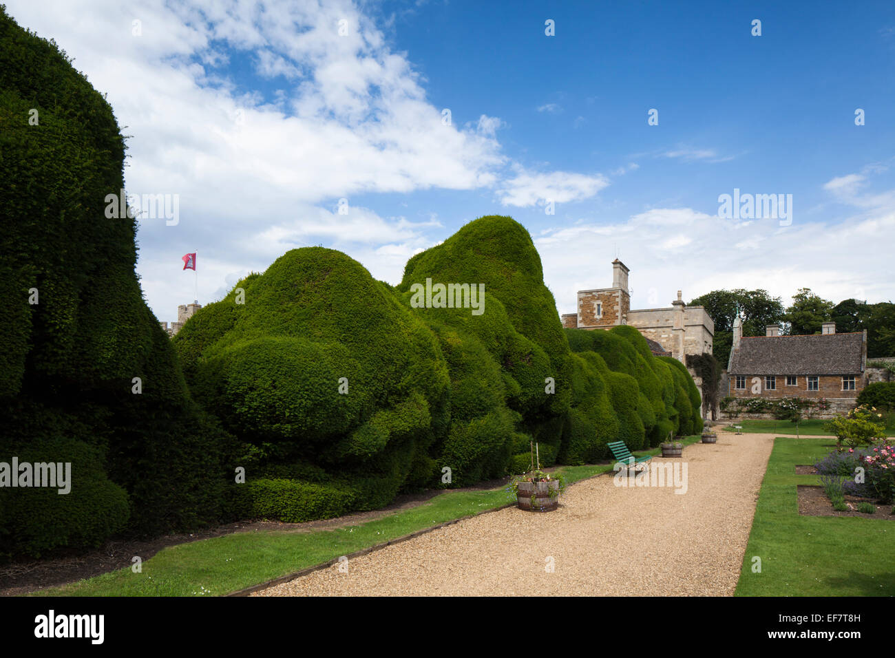 Famous double-yew hedge known as the 'Elephant' hedge in the gardens of ...