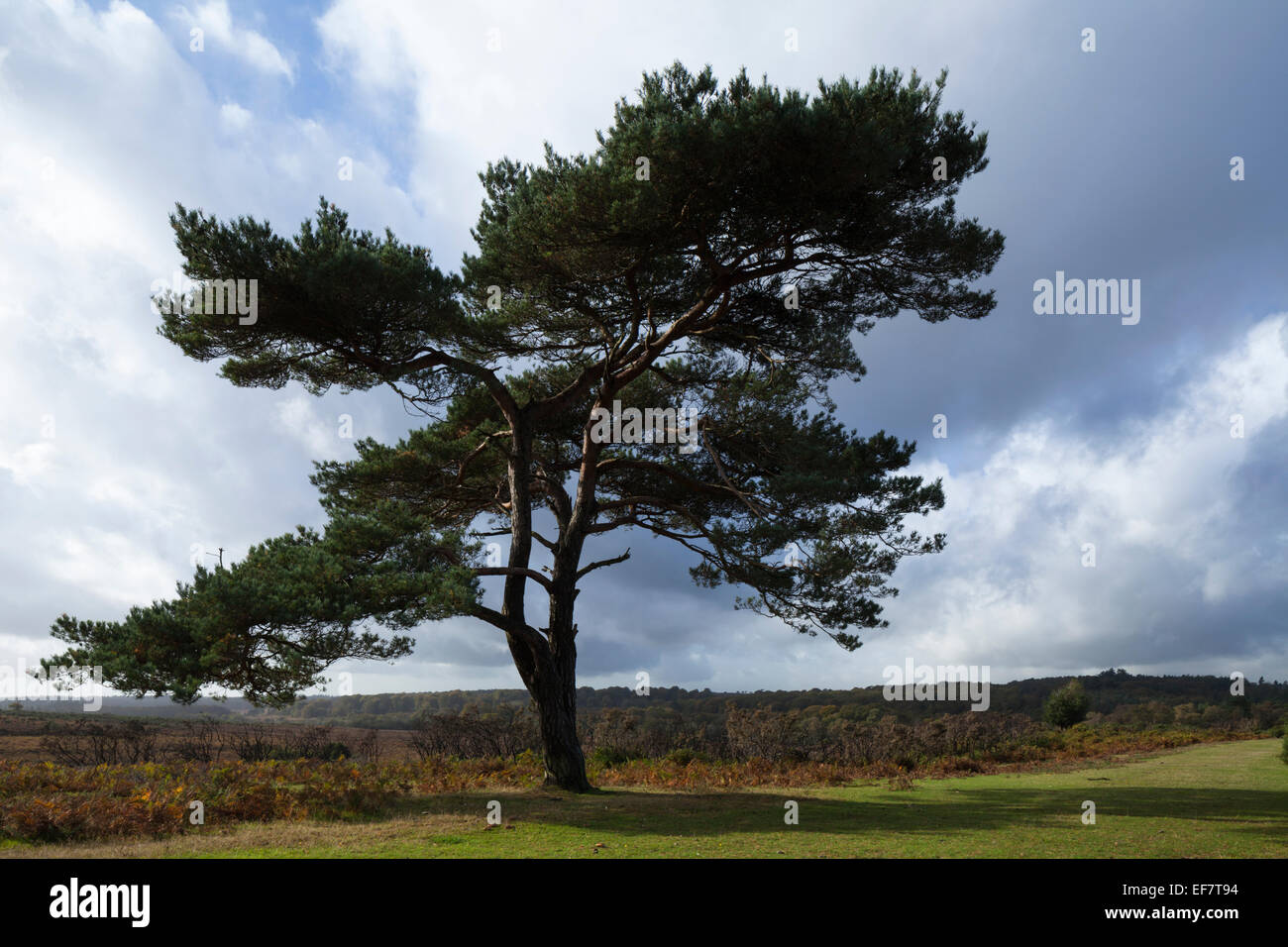 Lone pine tree hi-res stock photography and images - Alamy