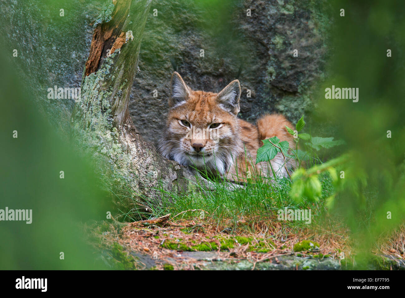 European lynx / Eurasian lynx (Lynx lynx) stalking prey in forest Stock ...