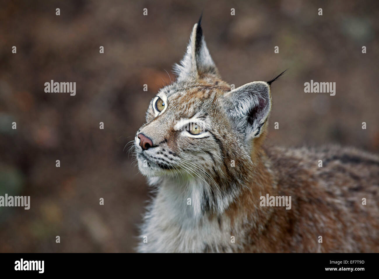 European lynx / Eurasian lynx (Lynx lynx) close-up portrait Stock Photo ...