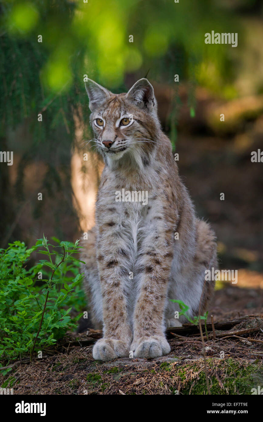Portrait of European lynx / Eurasian lynx (Lynx lynx) sitting woodland ...