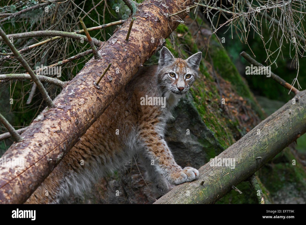 Eurasian lynx lynx lynx finland hi-res stock photography and images - Alamy