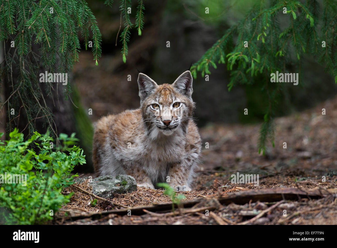 European lynx / Eurasian lynx (Lynx lynx) stalking prey in pine forest ...