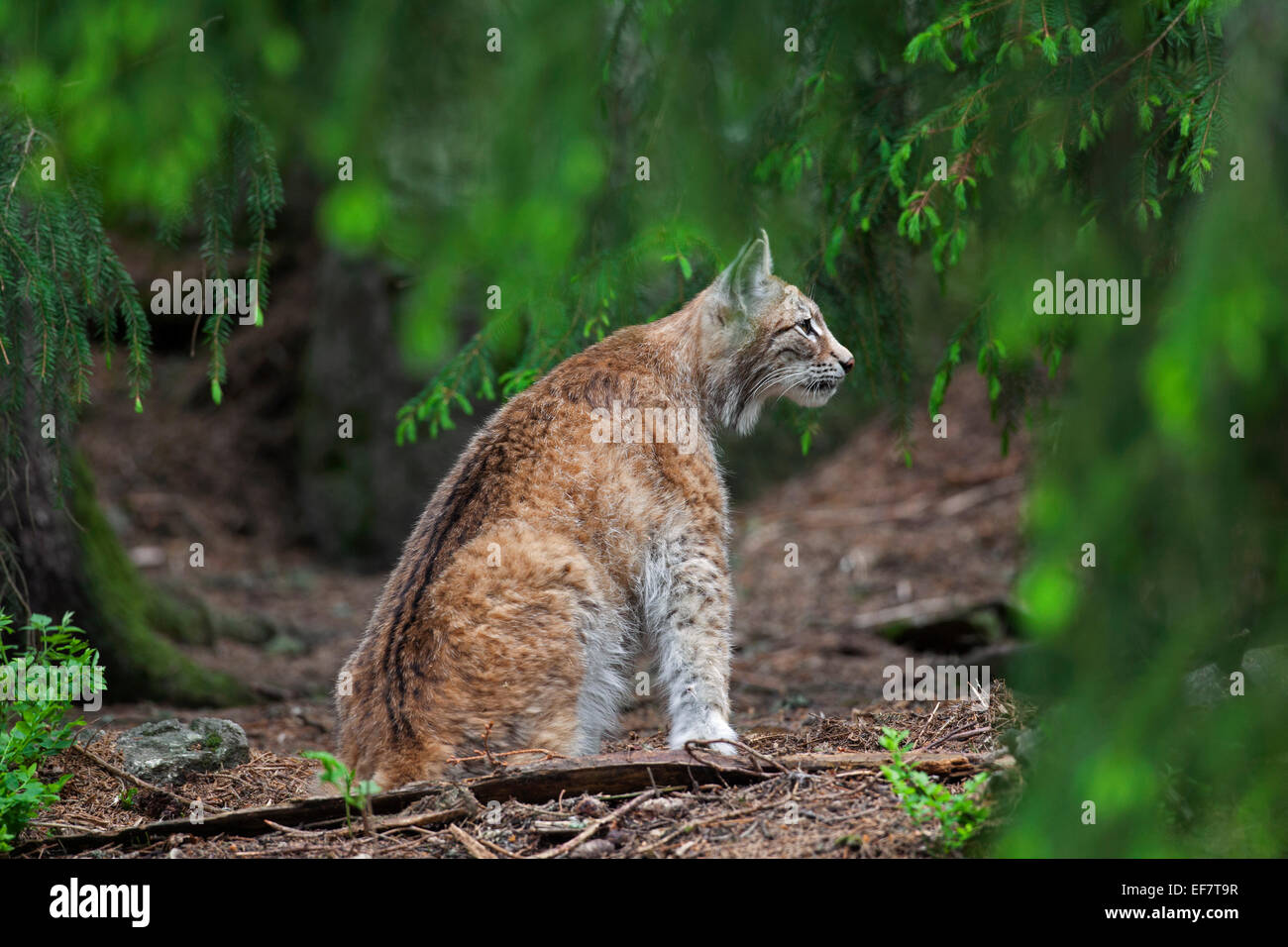 European lynx / Eurasian lynx (Lynx lynx) watching prey in coniferous ...