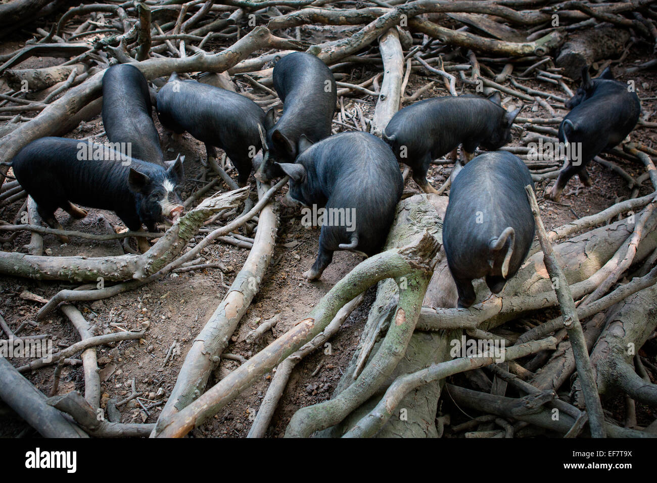Free range berkshire pigs foraging amongst tree branches Stock Photo ...