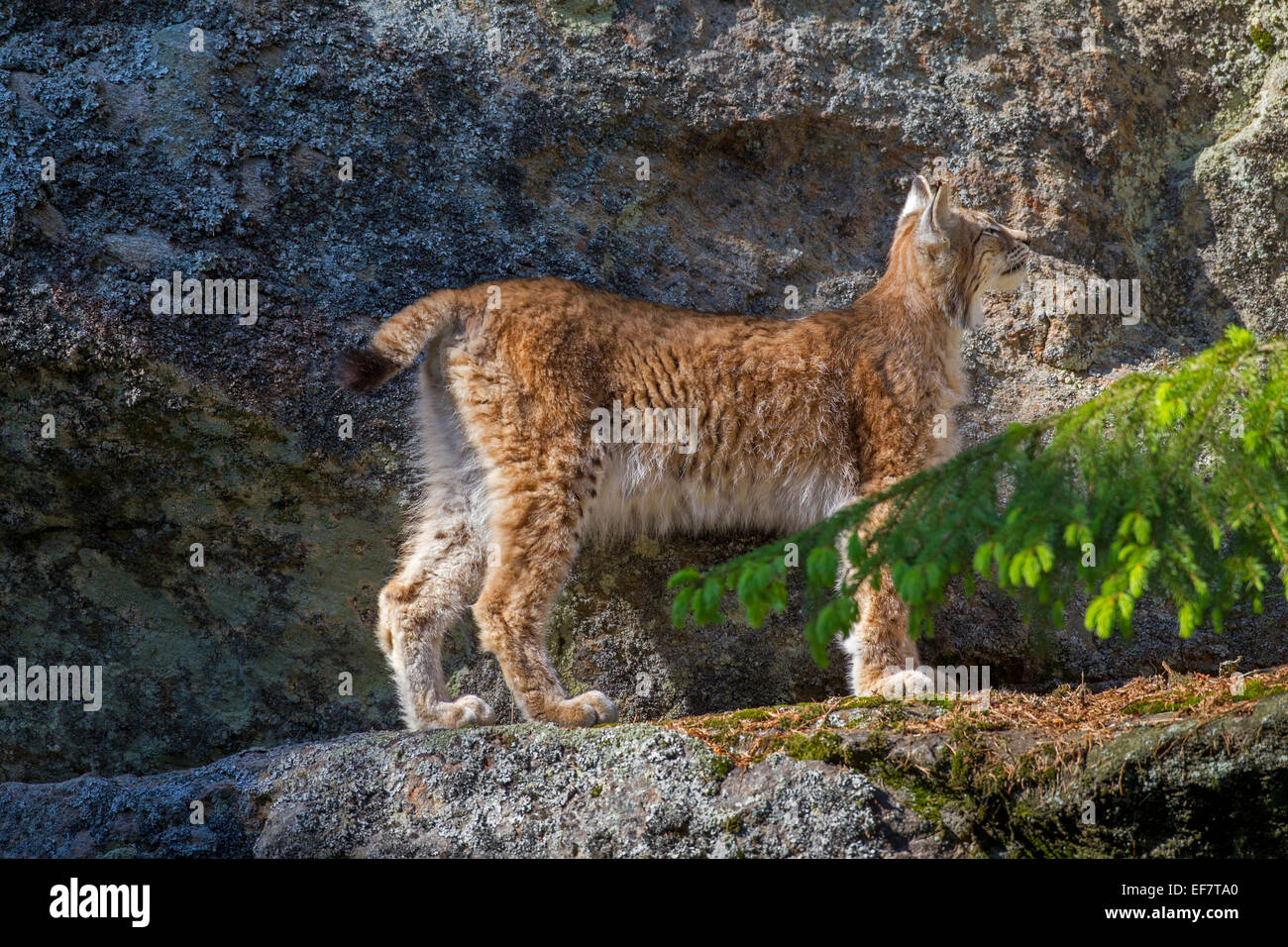 European lynx / Eurasian lynx (Lynx lynx) standing on ledge in rock ...