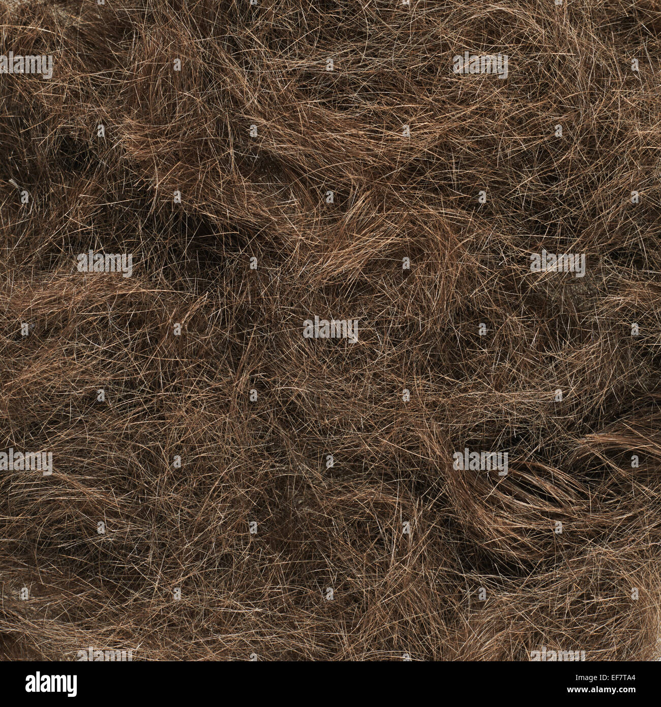 Pile cut hair hi-res stock photography and images - Alamy
