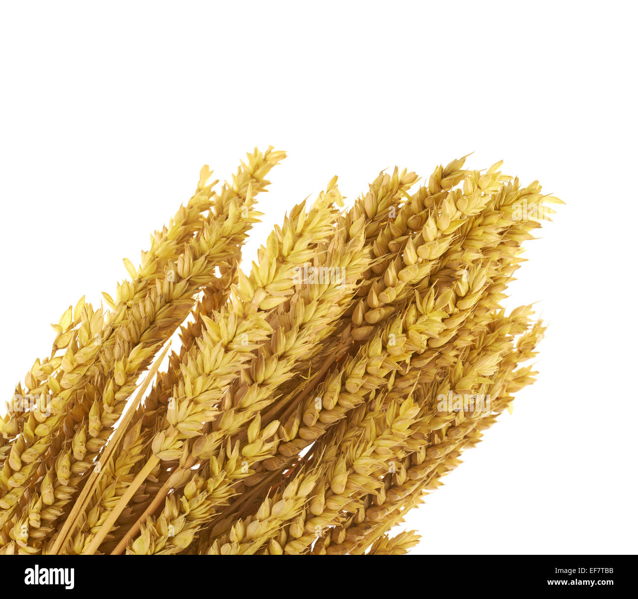Bunch of rye ear isolated Stock Photo - Alamy