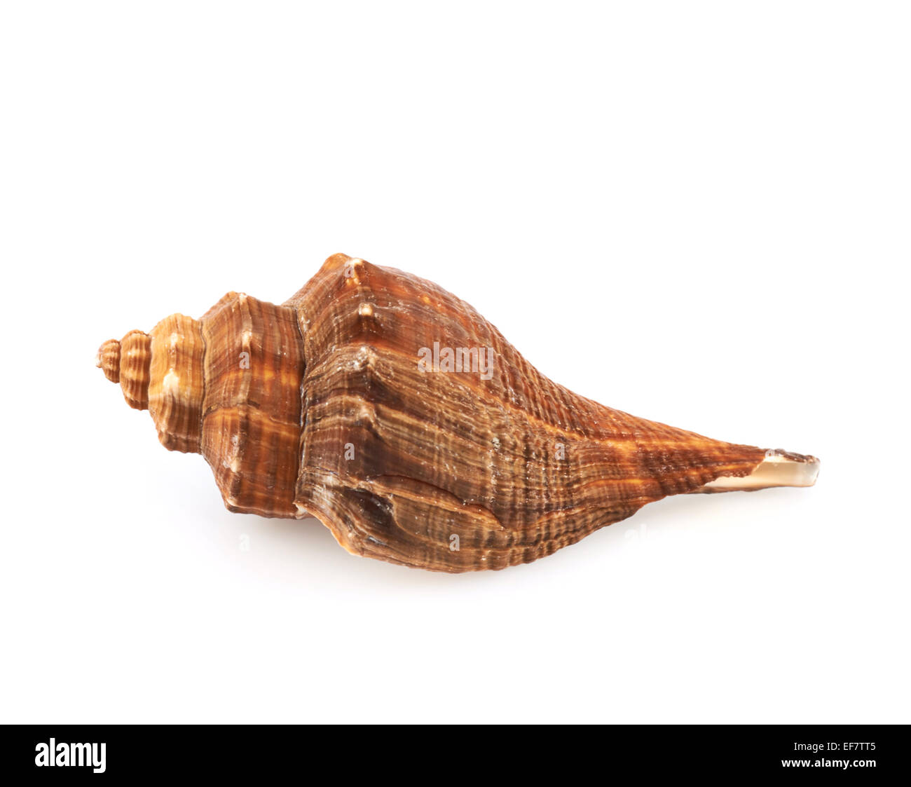 Sea shell isolated Stock Photo - Alamy
