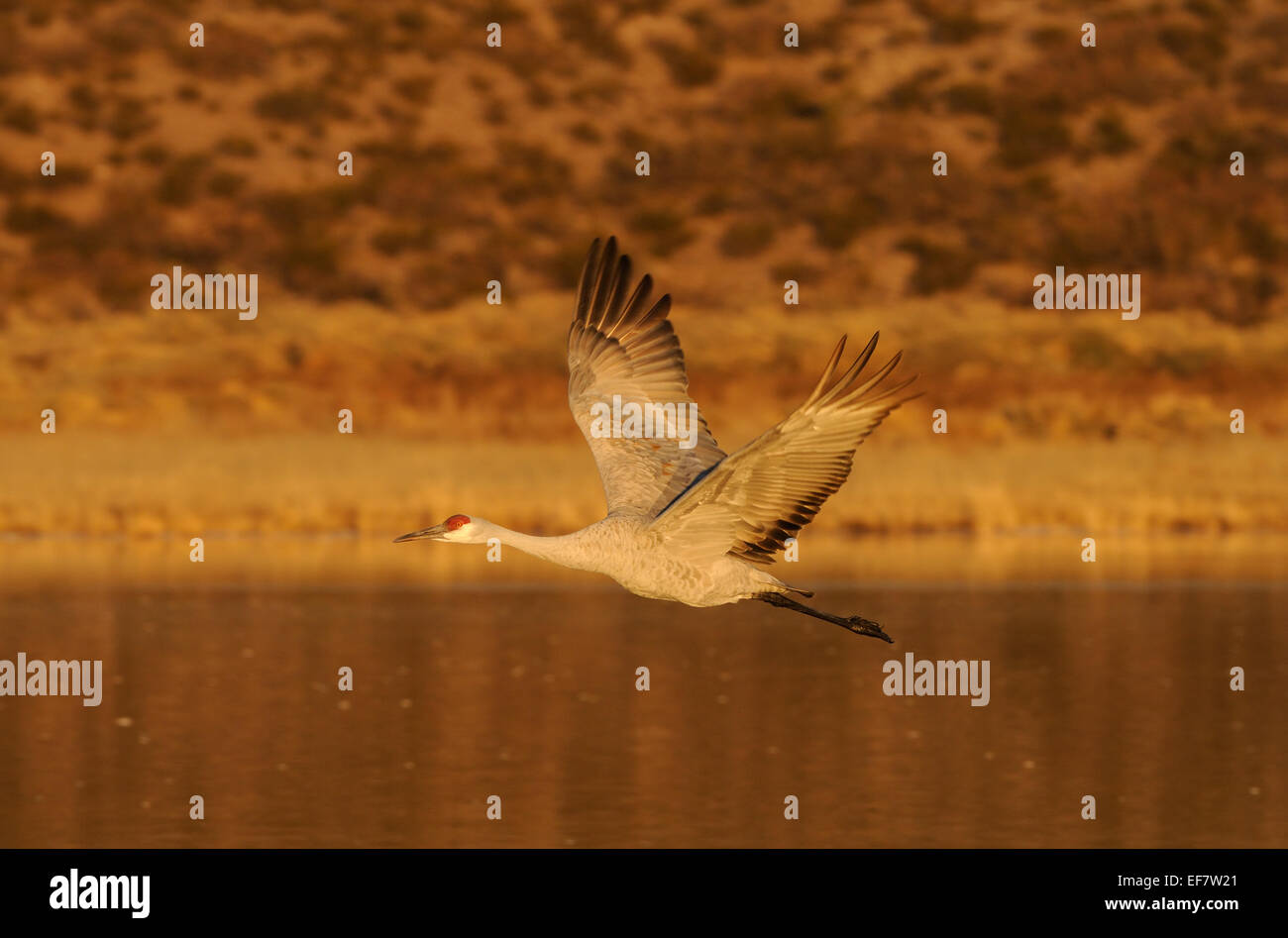Sandhill Cranes flying over the water at Bosque Del Apache National ...