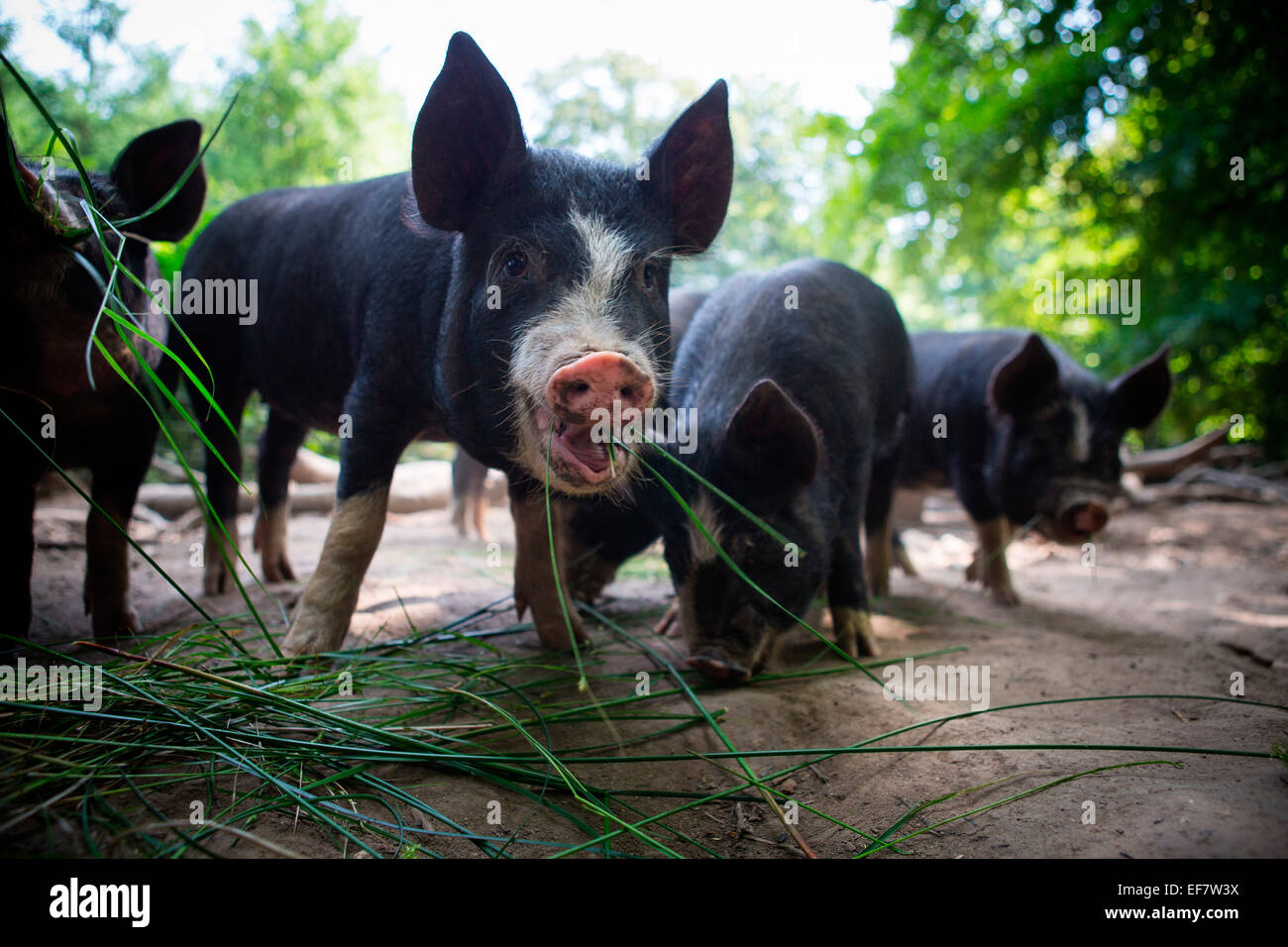 Portrait of free range berkshire piglet eating grass Stock Photo - Alamy