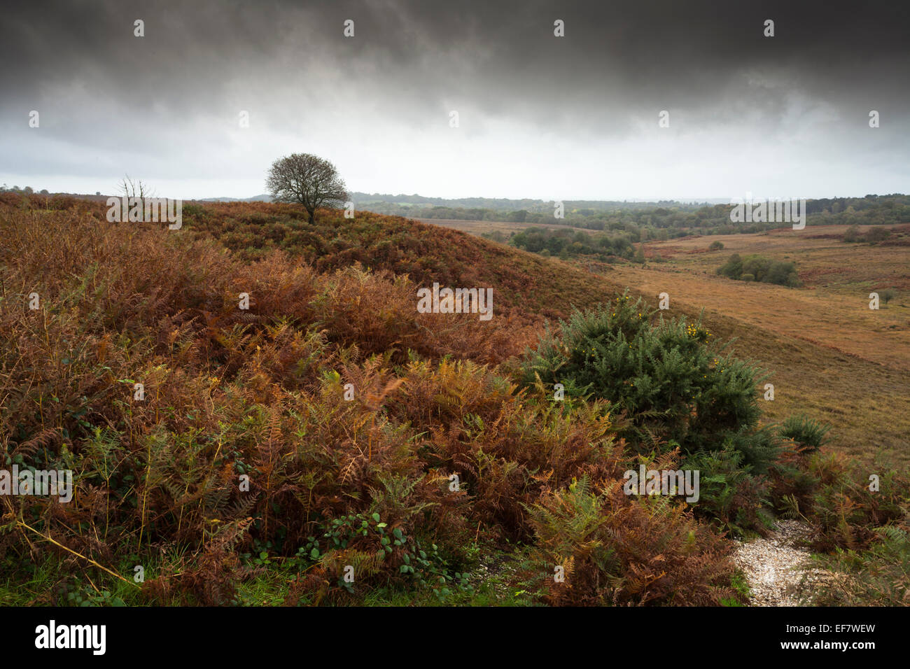 Dark rain clouds above the autumnal heathland at Picket Post in the New ...