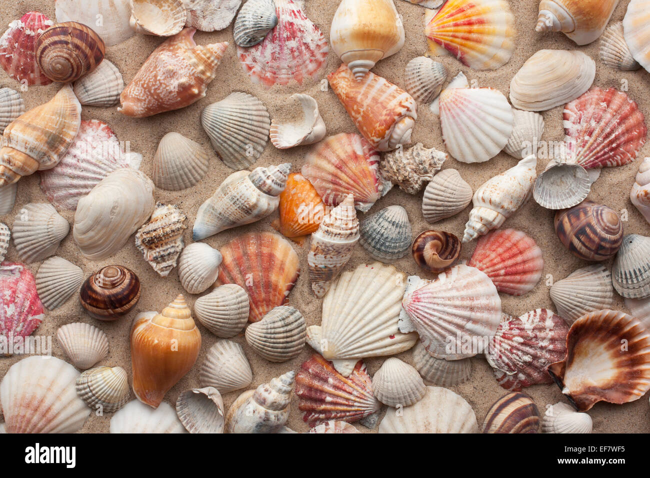 Sea shells on sand as background Stock Photo - Alamy