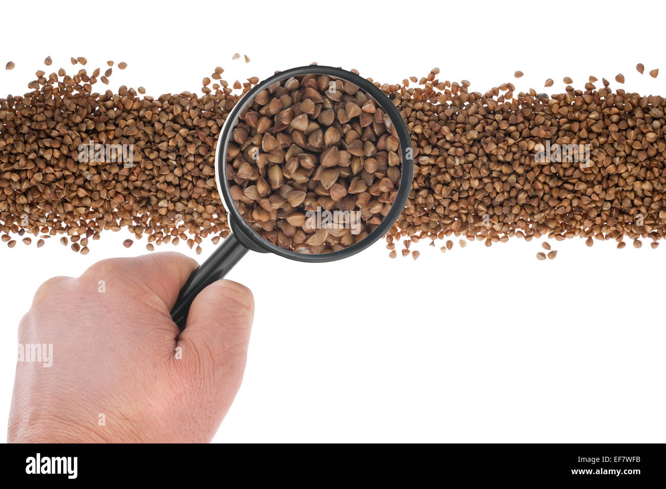 The hand holds a magnifying glass over the buckwheat, isolated on white ...